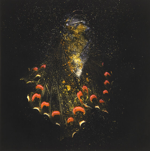 Mat Collishaw Insecticide 28 2014 Artsy Mat Collishaw Insecticide 28 2014 Artsy